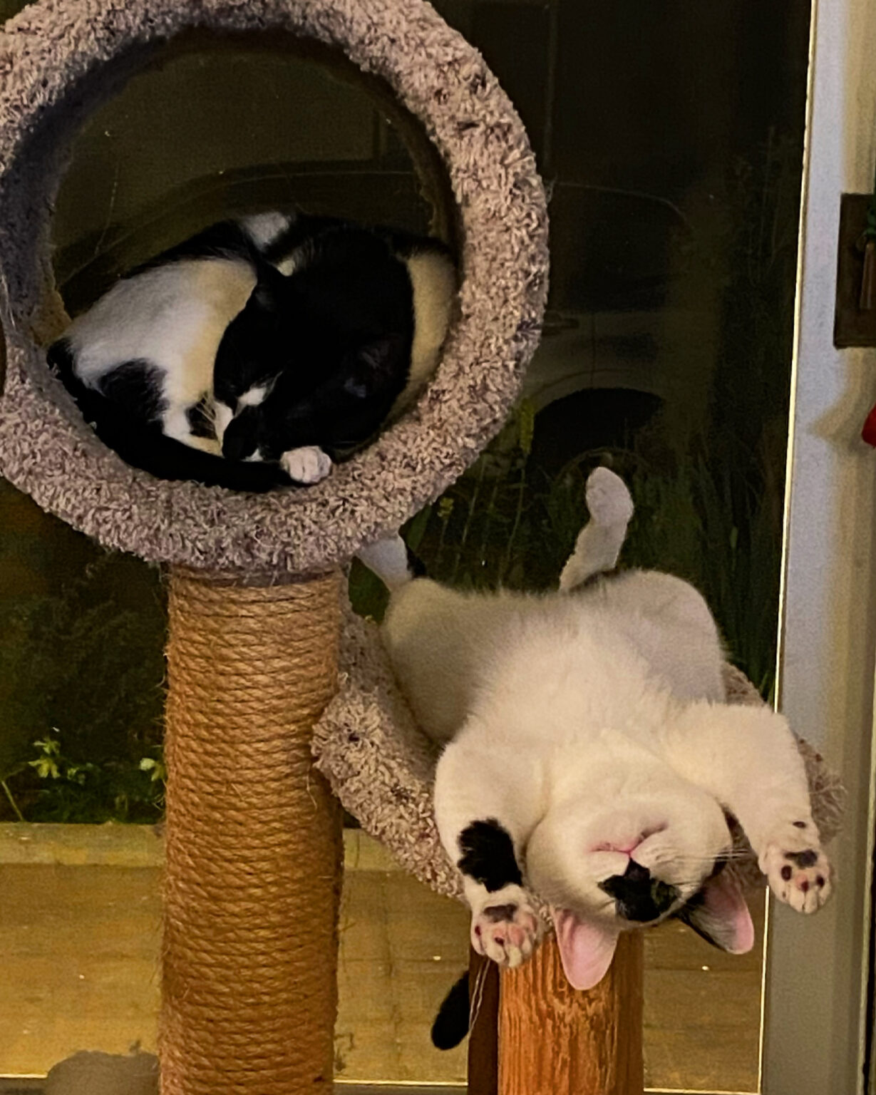 Meet Max and Leon - Maxine and Leon Read a Book